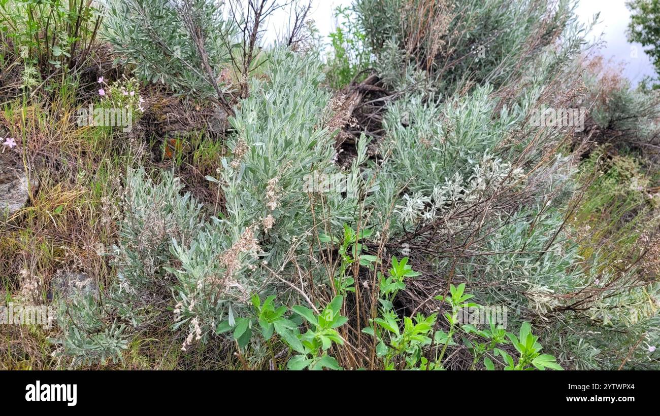 Big Sagebrush (Artemisia tridentata Stock Photo - Alamy