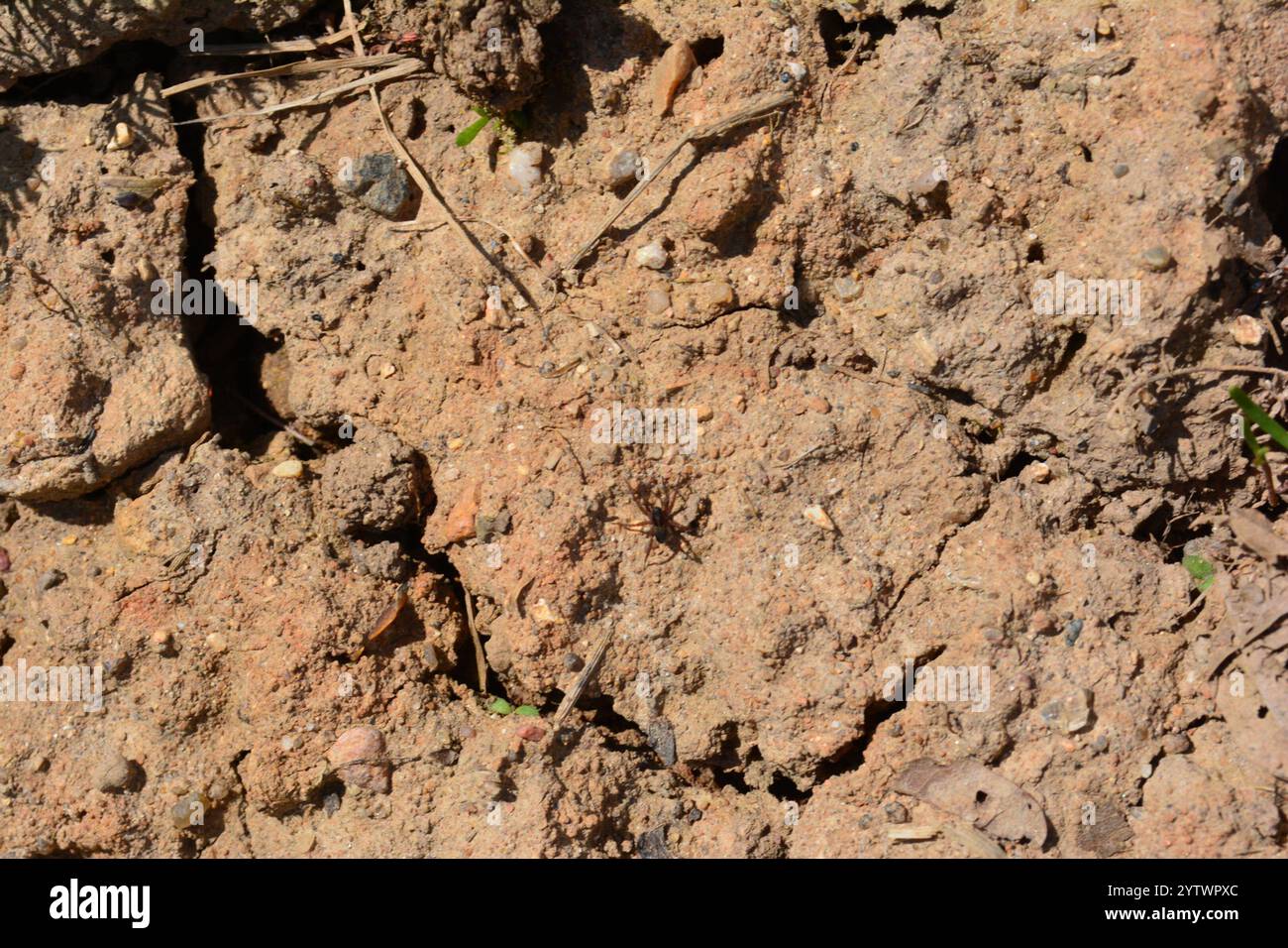 Thin-legged Wolf Spiders (Pardosa Stock Photo - Alamy