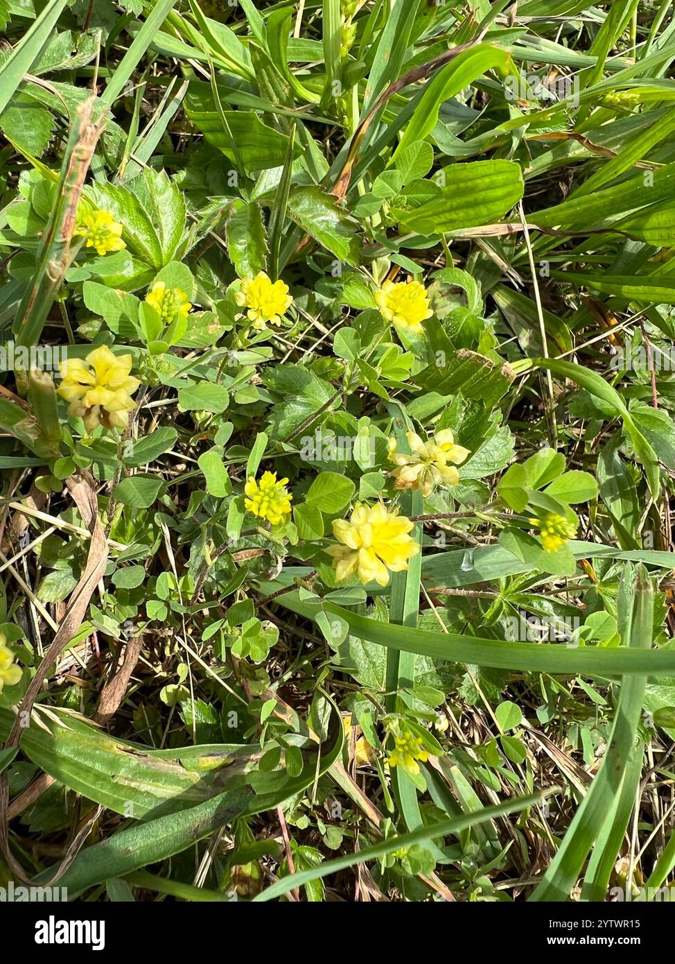 hop trefoil (Trifolium campestre Stock Photo - Alamy
