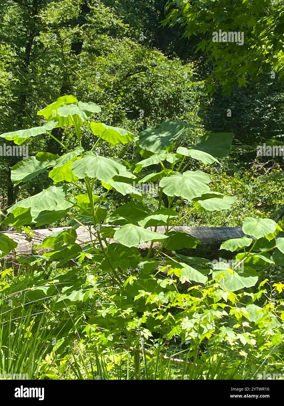 princess tree (Paulownia tomentosa Stock Photo - Alamy