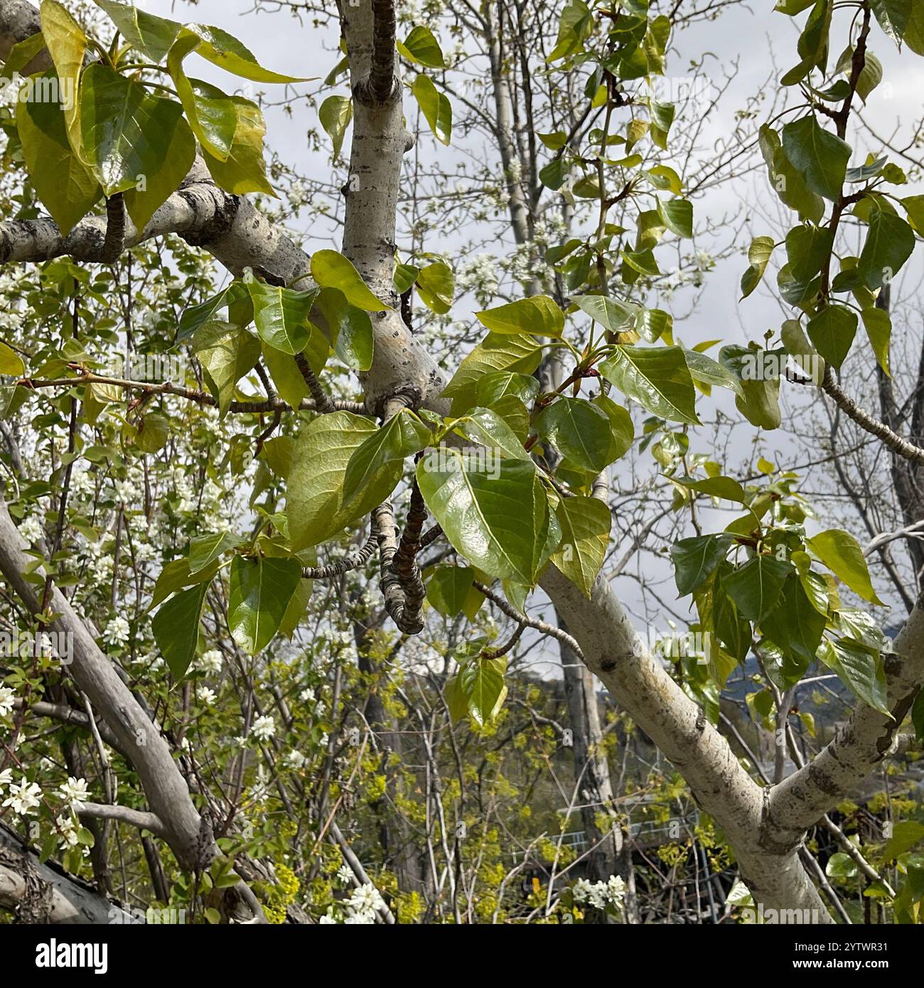 black cottonwood (Populus trichocarpa Stock Photo - Alamy