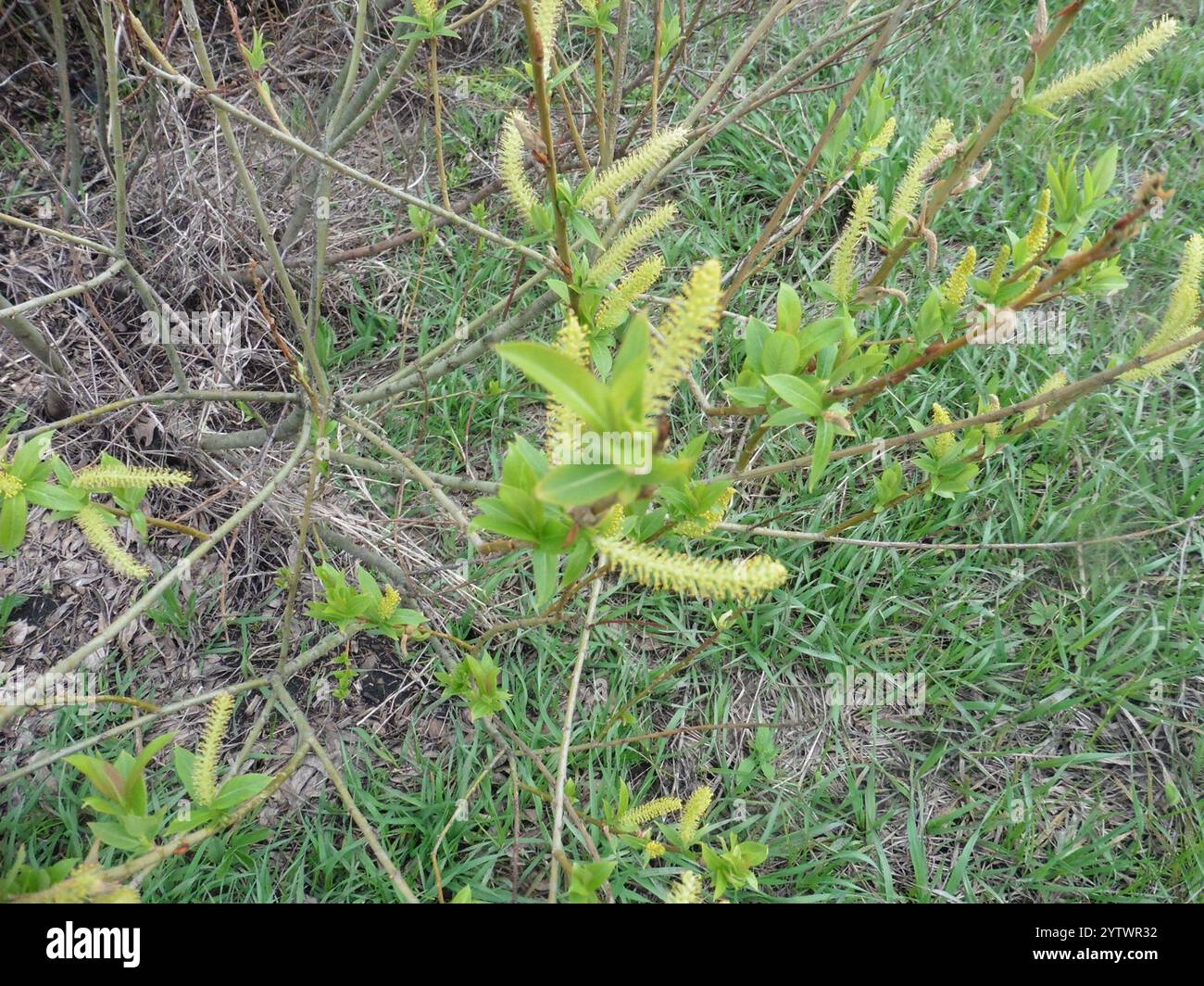 Almond Willow (Salix triandra Stock Photo - Alamy