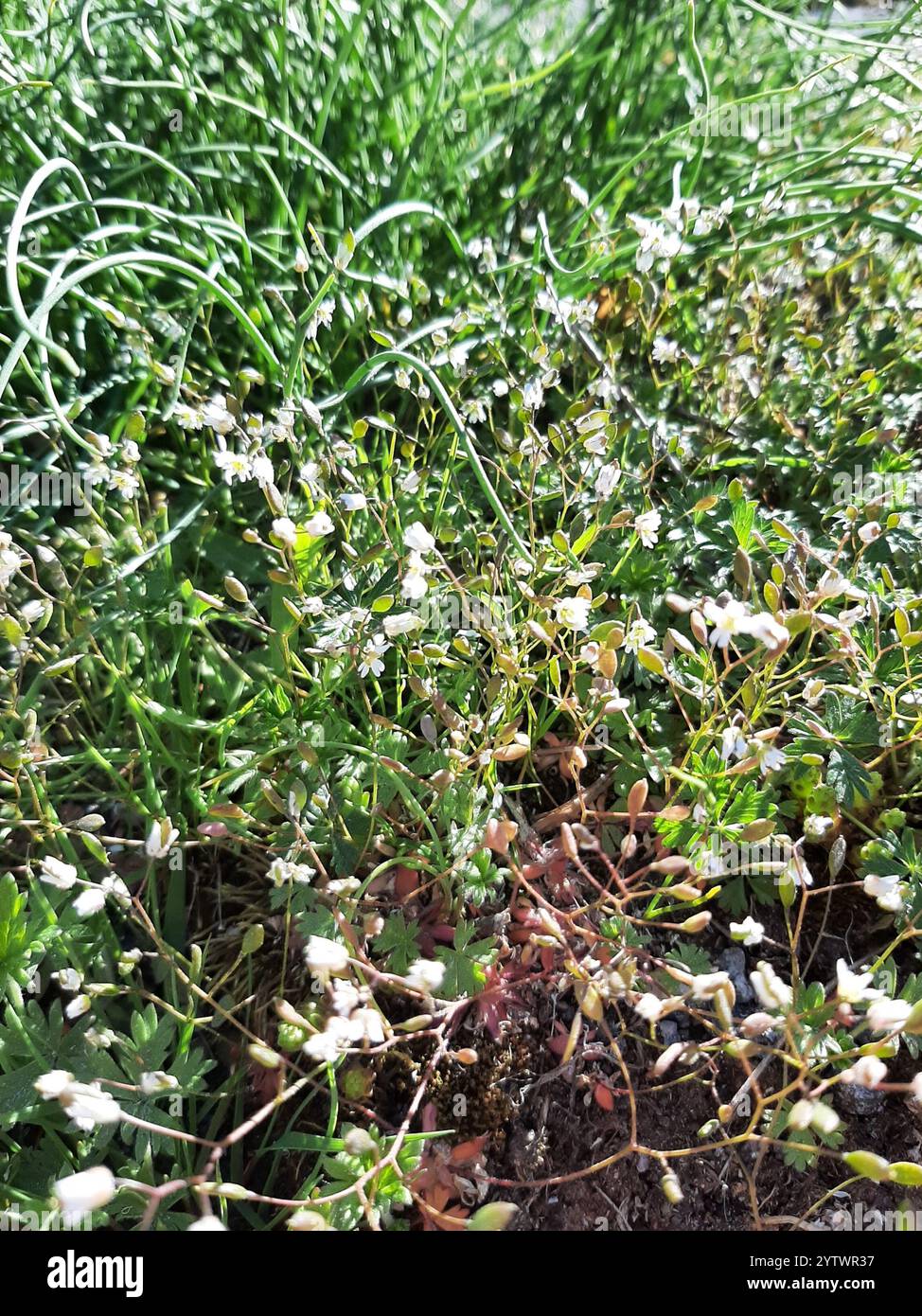 Common Whitlowgrass (Draba verna Stock Photo - Alamy