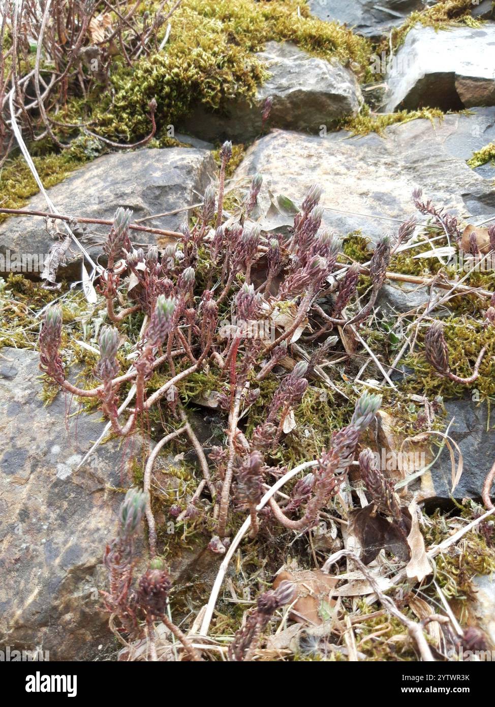 Reflexed Stonecrop (Petrosedum rupestre Stock Photo - Alamy