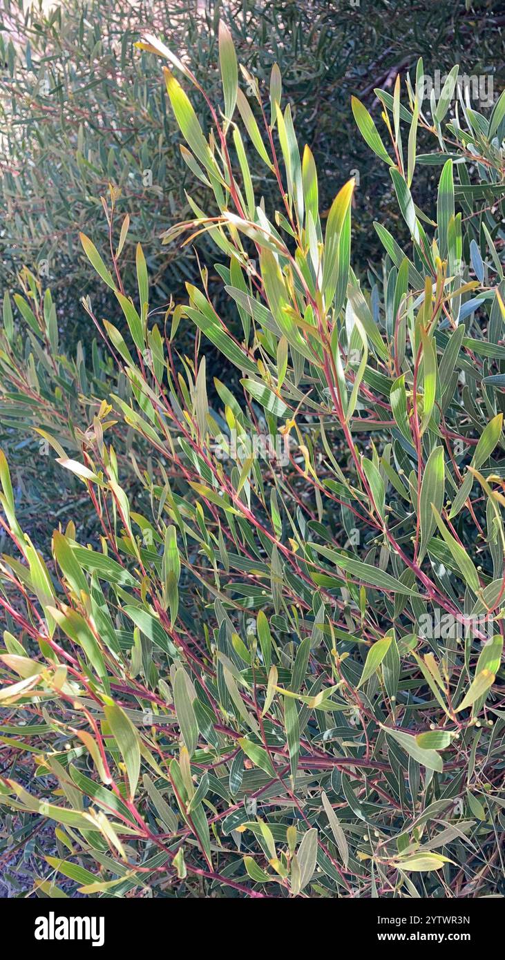 western coastal wattle (Acacia cyclops Stock Photo - Alamy