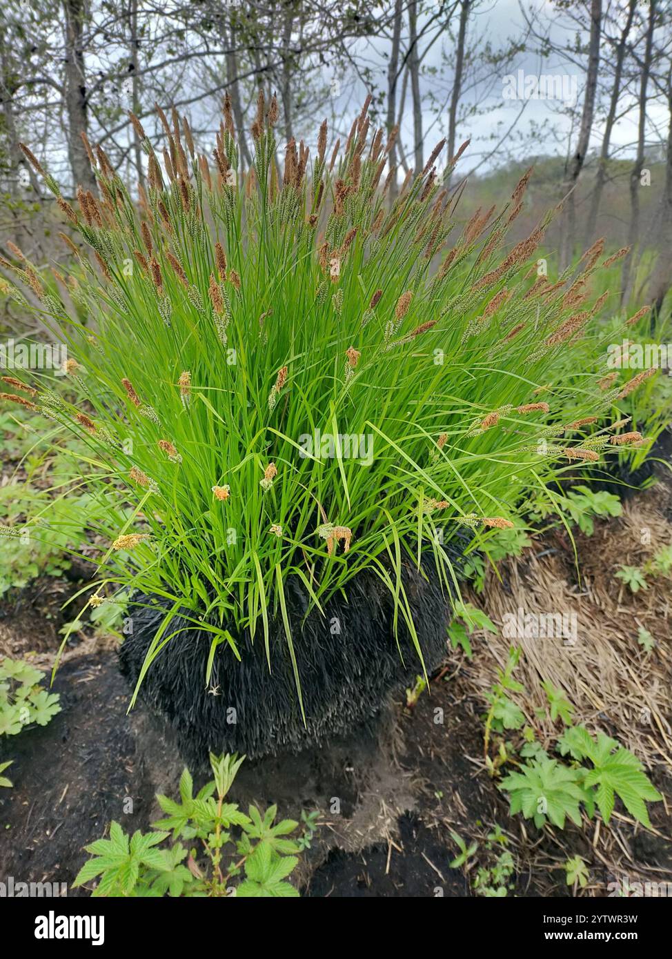 true sedges (Carex Stock Photo - Alamy