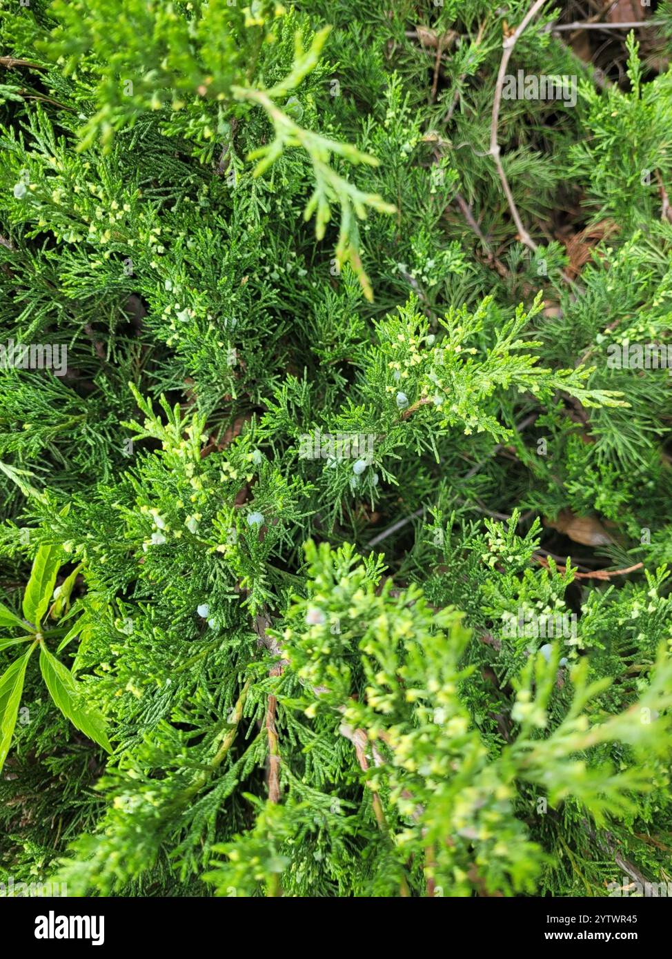 creeping juniper (Juniperus horizontalis Stock Photo - Alamy