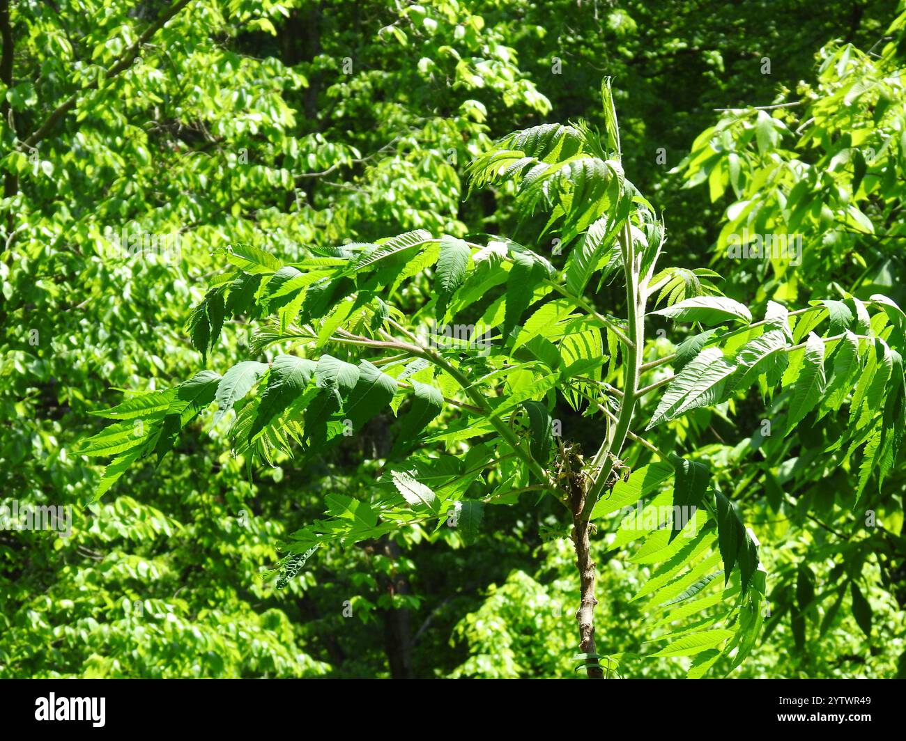 staghorn sumac (Rhus typhina Stock Photo - Alamy