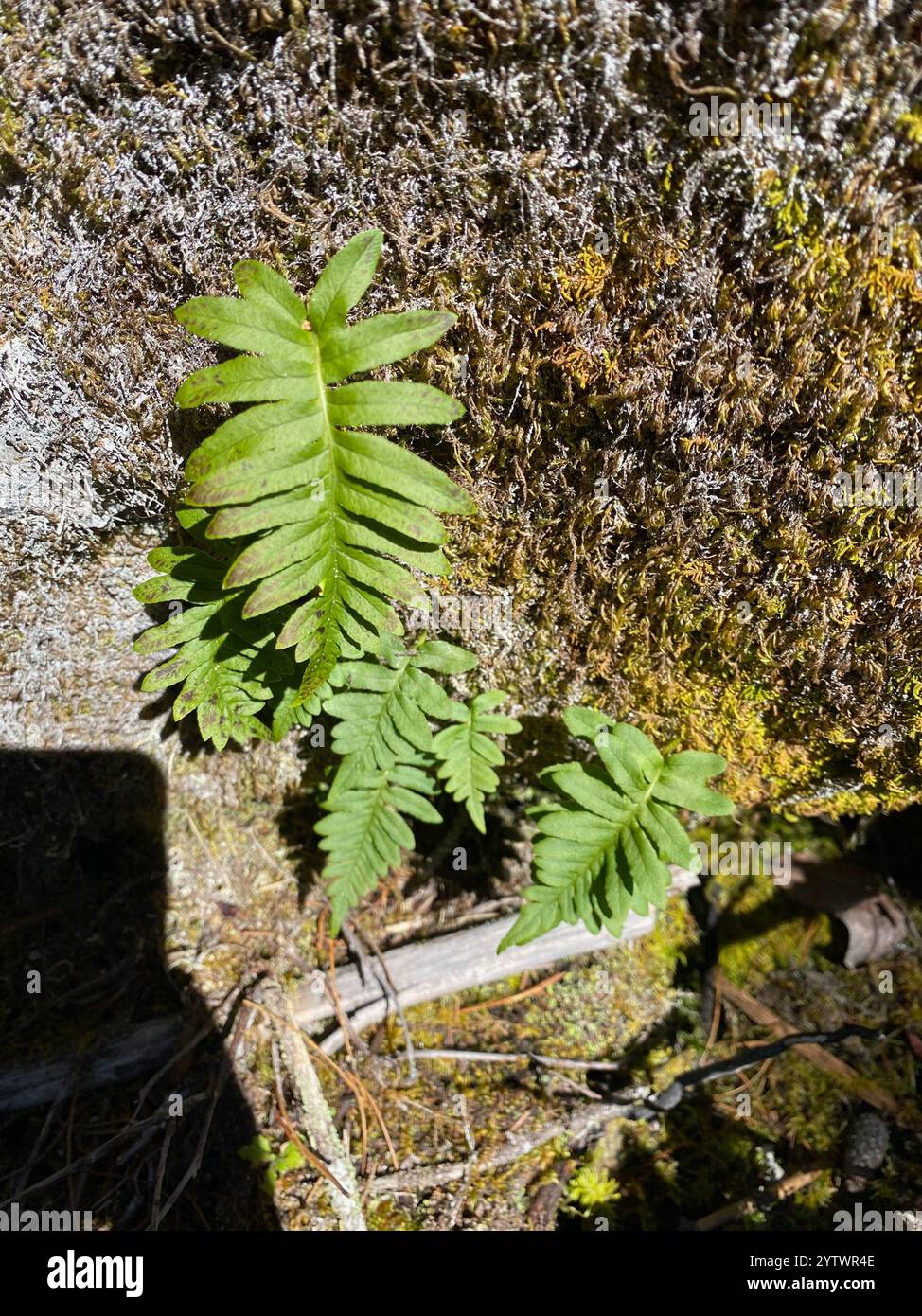 licorice fern (Polypodium glycyrrhiza Stock Photo - Alamy