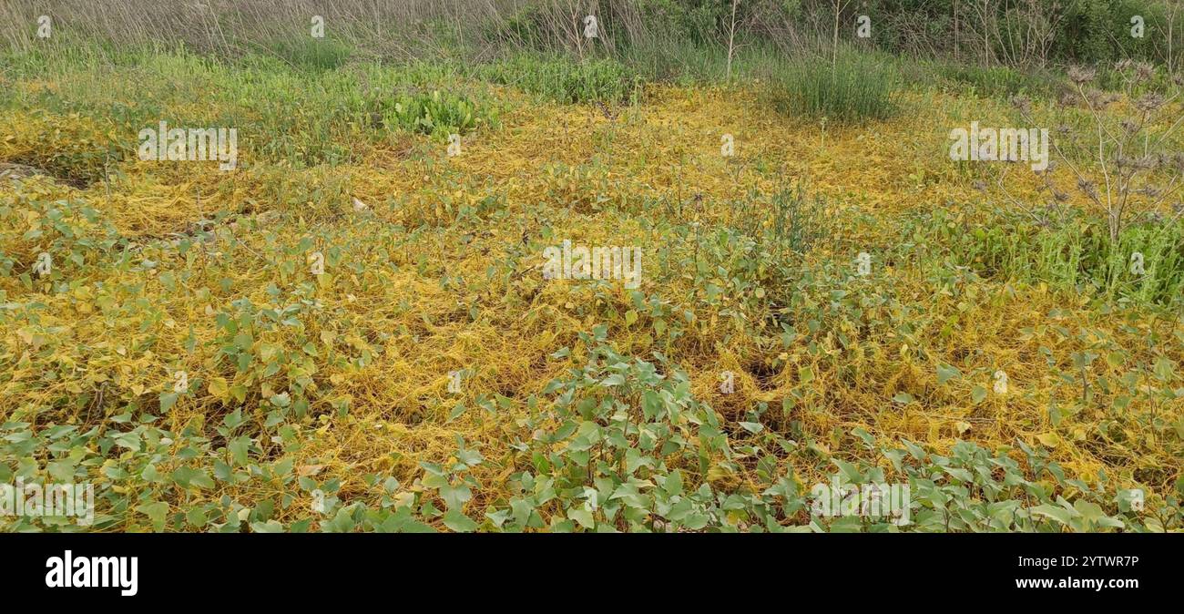 Field Dodder (Cuscuta campestris Stock Photo - Alamy