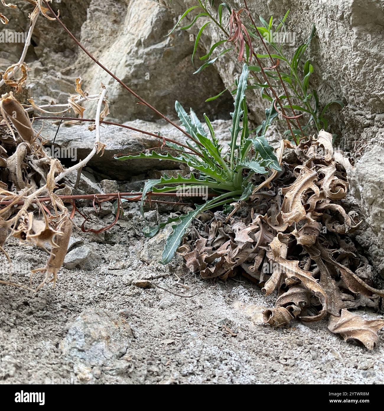 Giant Blazingstar (Mentzelia laevicaulis Stock Photo - Alamy