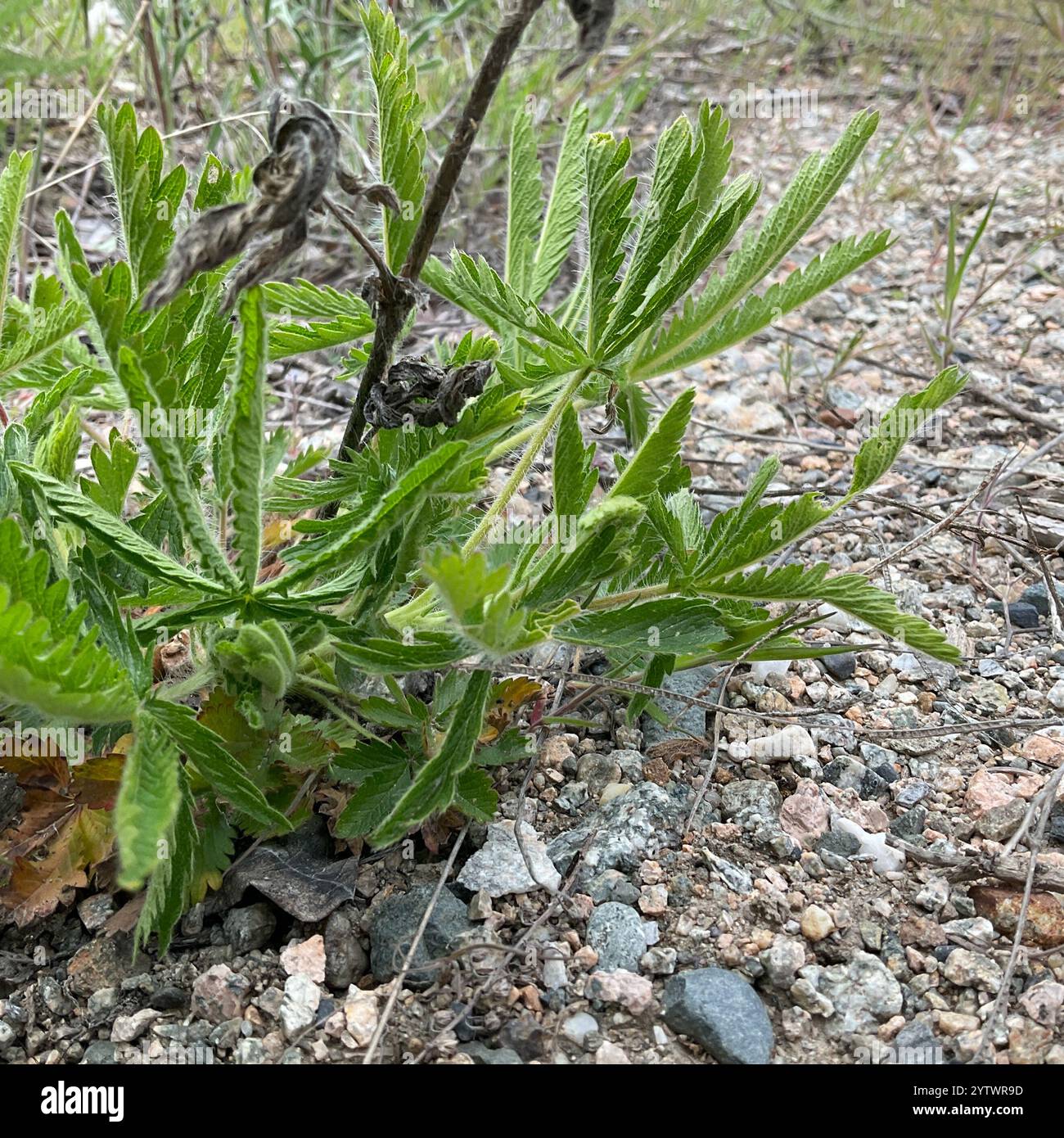 sulphur cinquefoil (Potentilla recta Stock Photo - Alamy