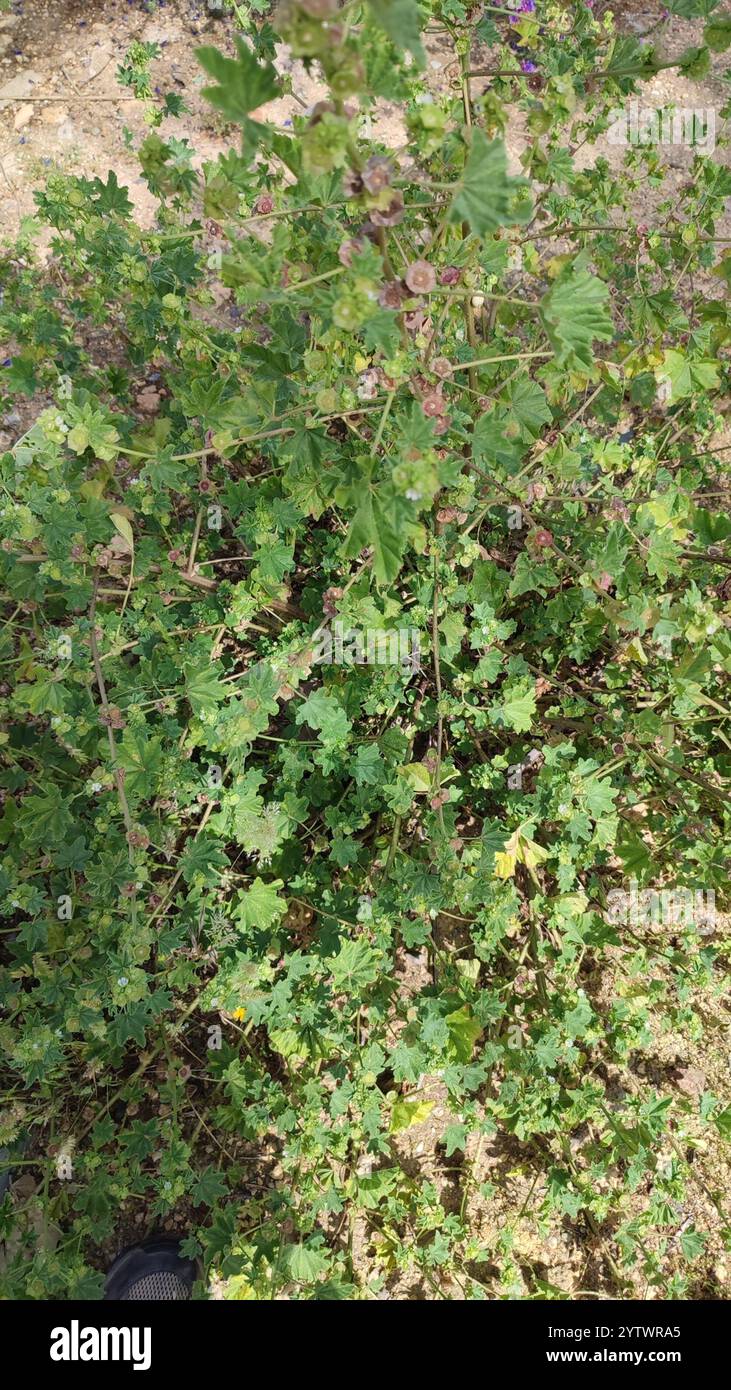 cheeseweed mallow (Malva parviflora Stock Photo - Alamy