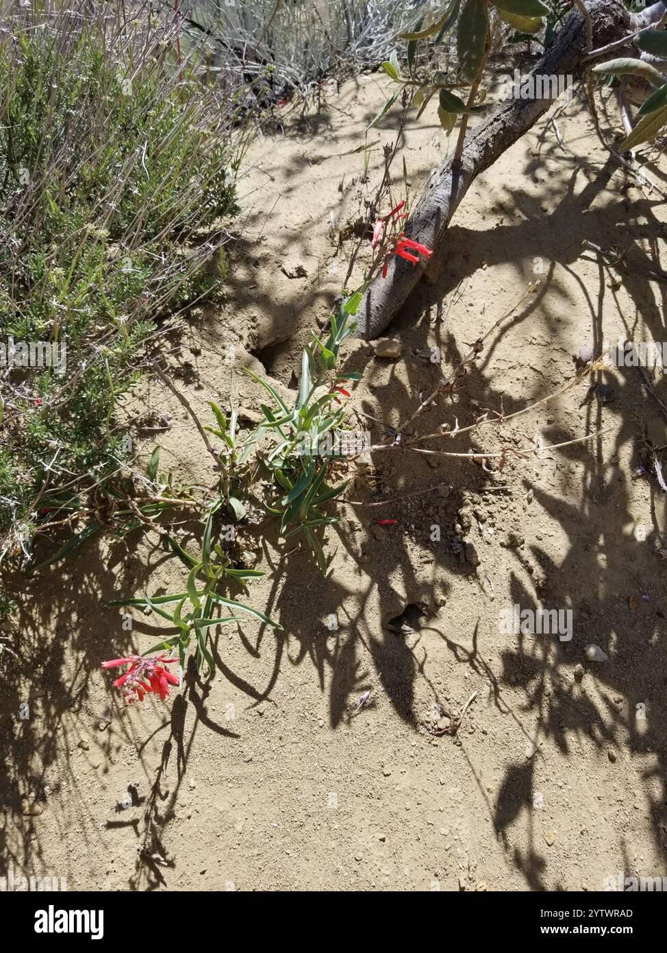 scarlet bugler (Penstemon centranthifolius Stock Photo - Alamy
