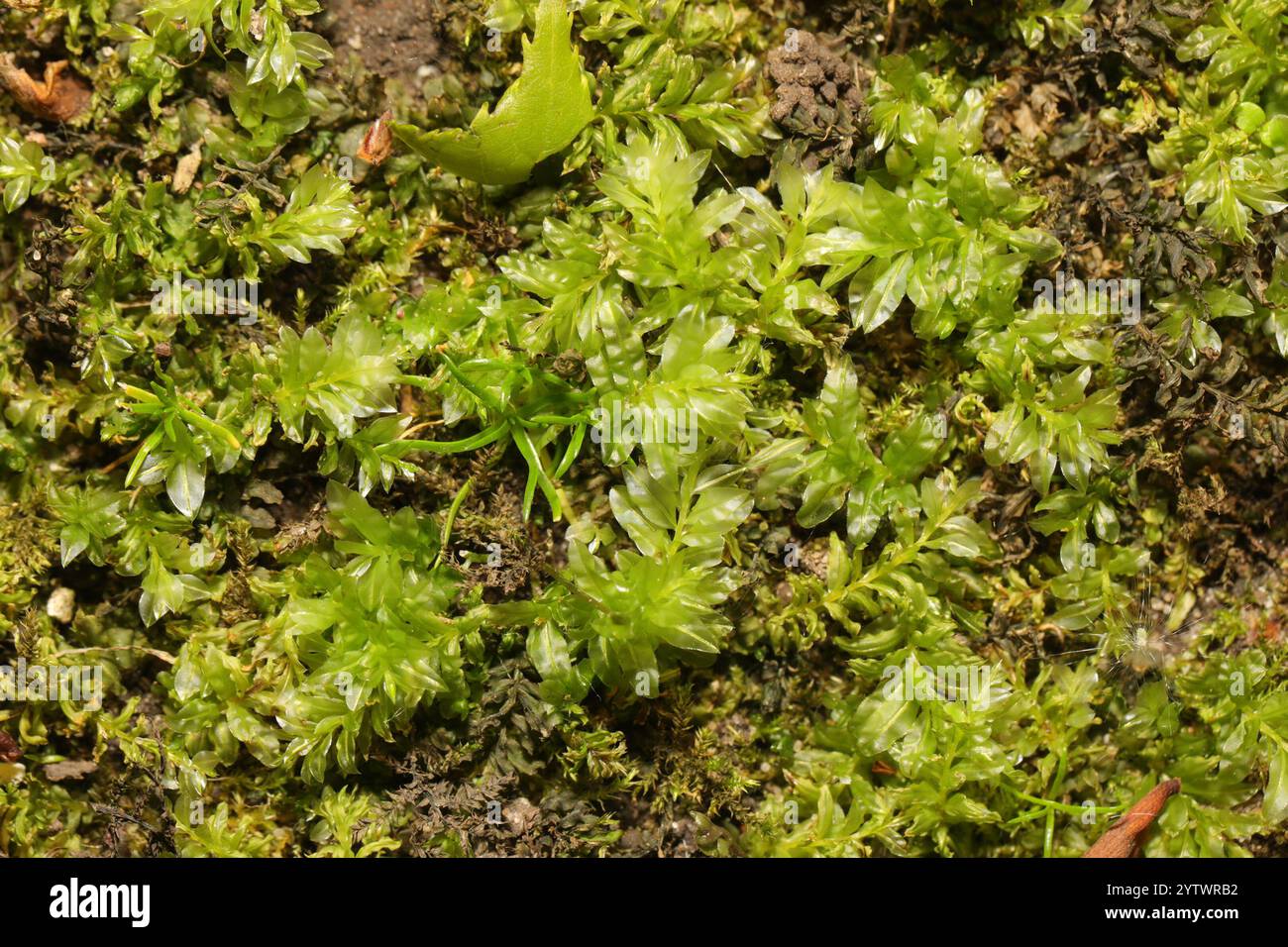 Horn Calcareous Moss (Mnium hornum Stock Photo - Alamy