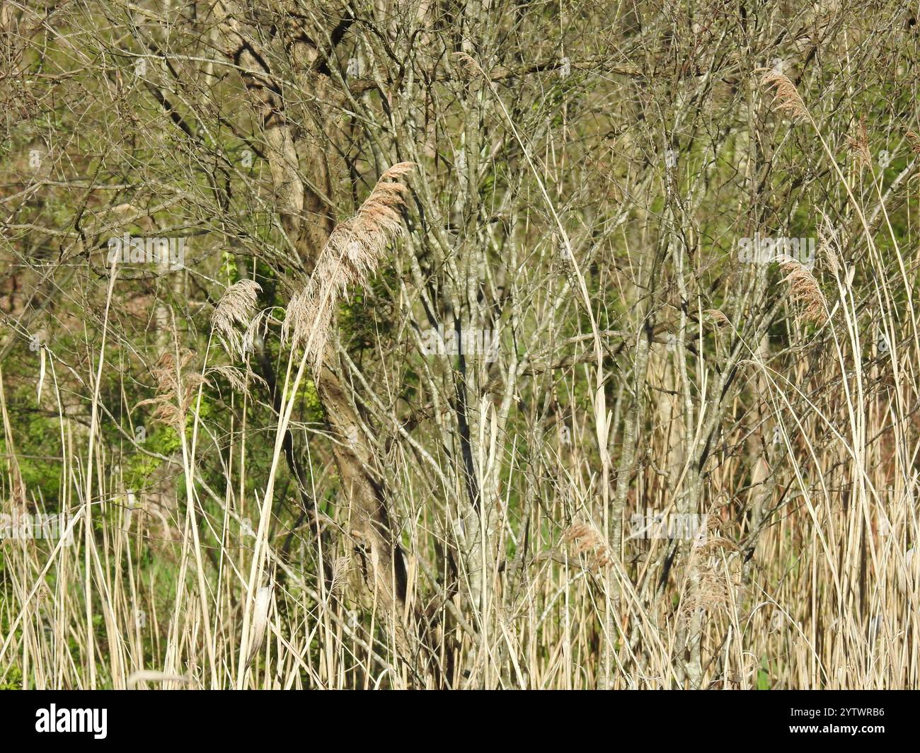 European reed (Phragmites australis australis Stock Photo - Alamy