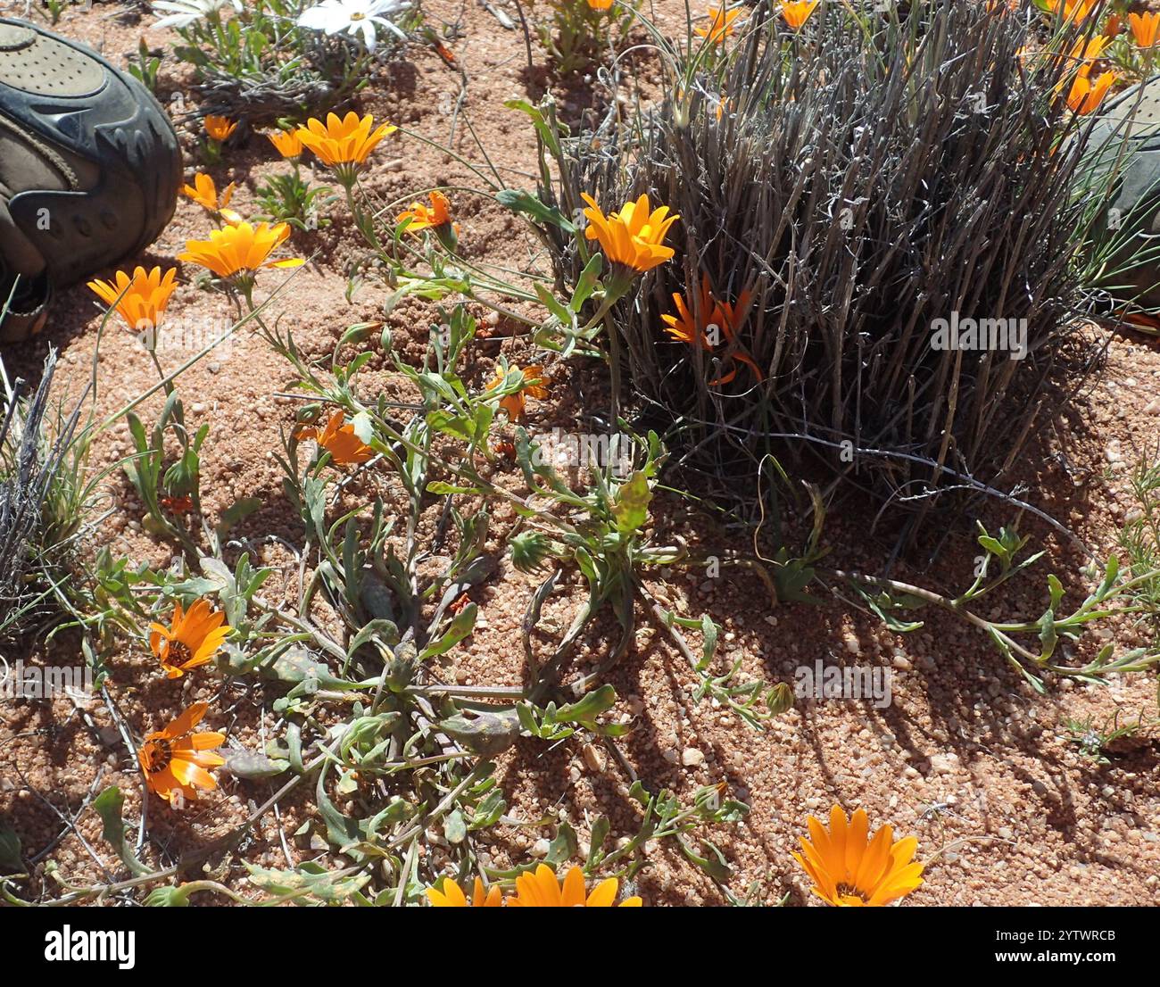 Cape marigold (Dimorphotheca sinuata Stock Photo - Alamy