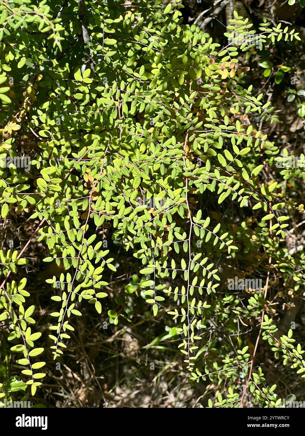 Coffee Fern (Pellaea andromedifolia Stock Photo - Alamy