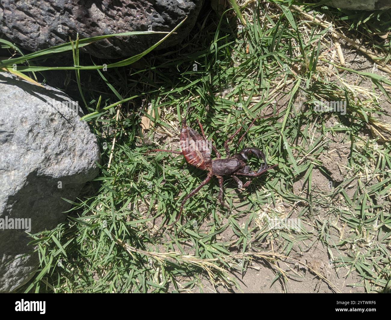 Giant Vinegaroon (Mastigoproctus giganteus Stock Photo - Alamy
