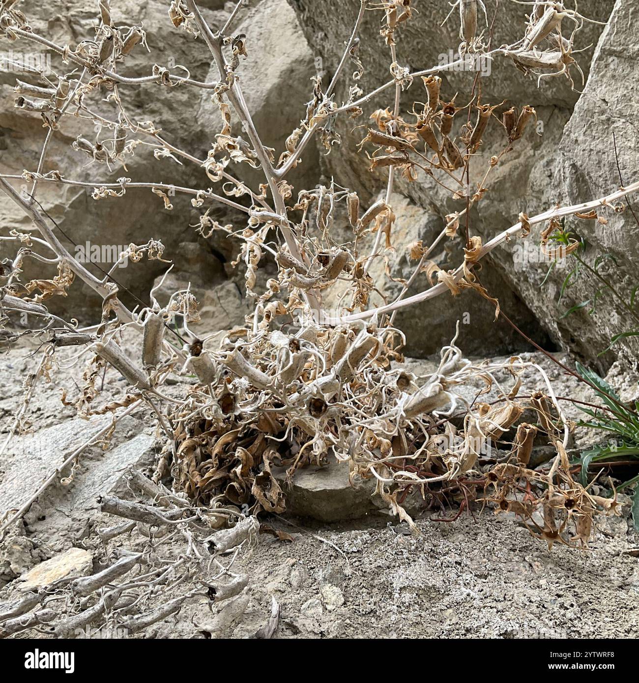 Giant Blazingstar (Mentzelia laevicaulis Stock Photo - Alamy