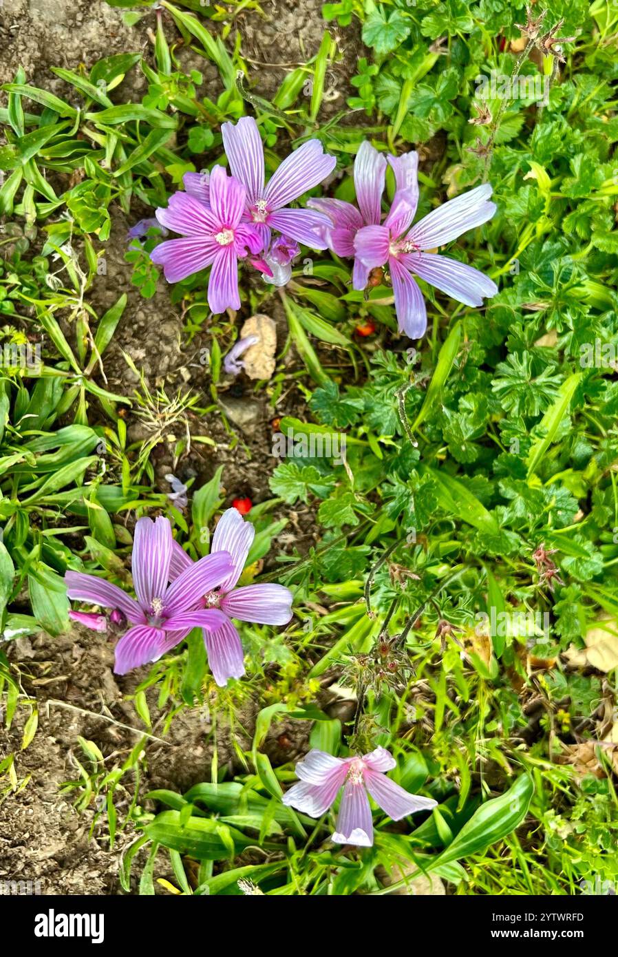 checkerbloom (Sidalcea malviflora Stock Photo - Alamy