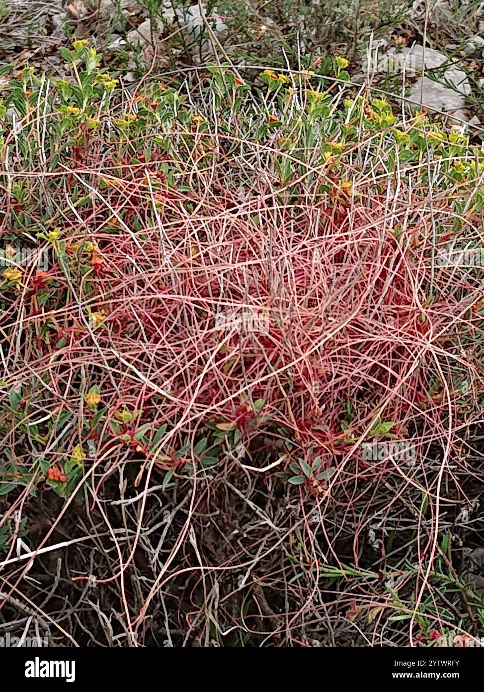 Clover Dodder (Cuscuta epithymum Stock Photo - Alamy