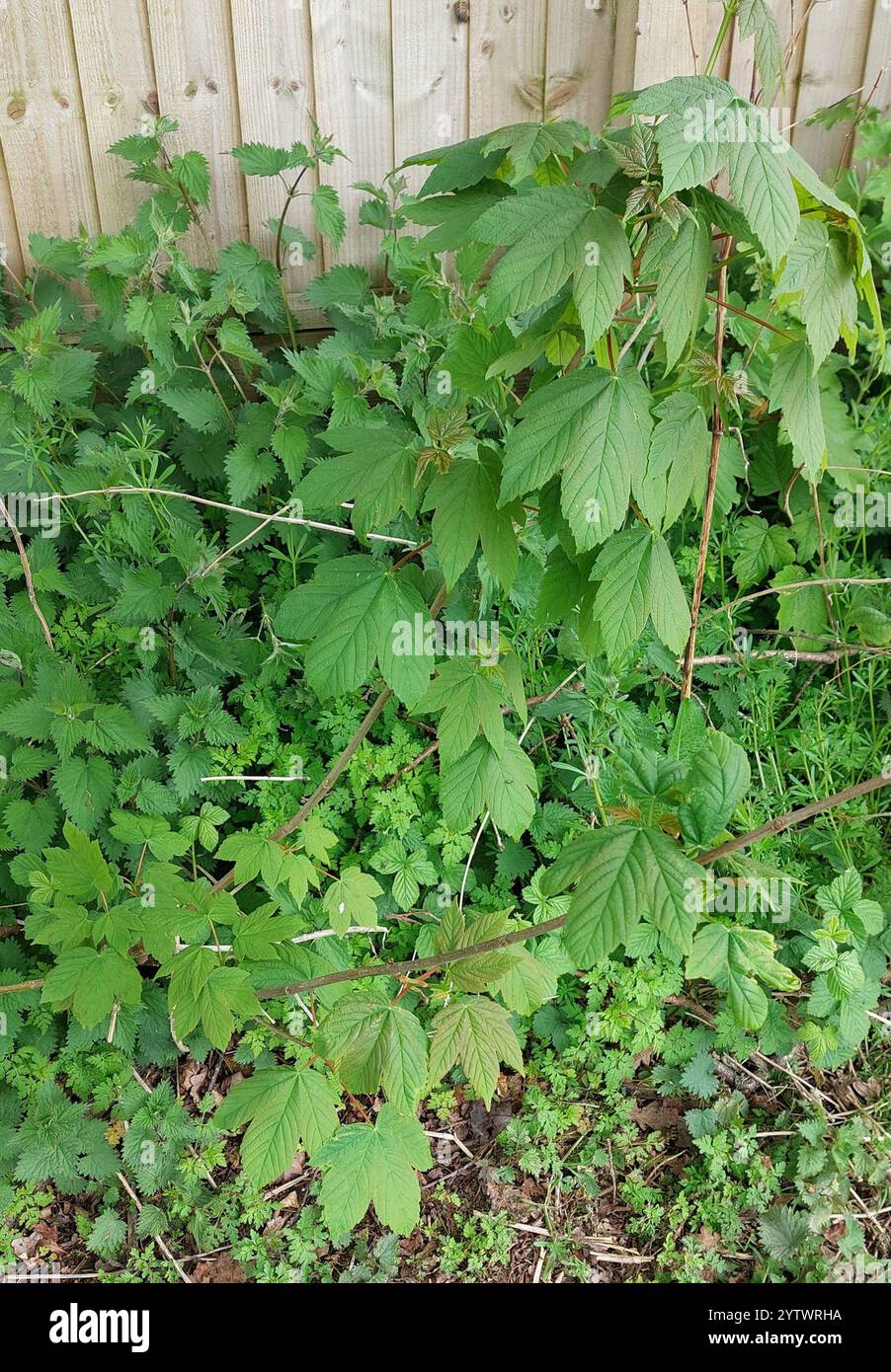 sycamore maple (Acer pseudoplatanus Stock Photo - Alamy