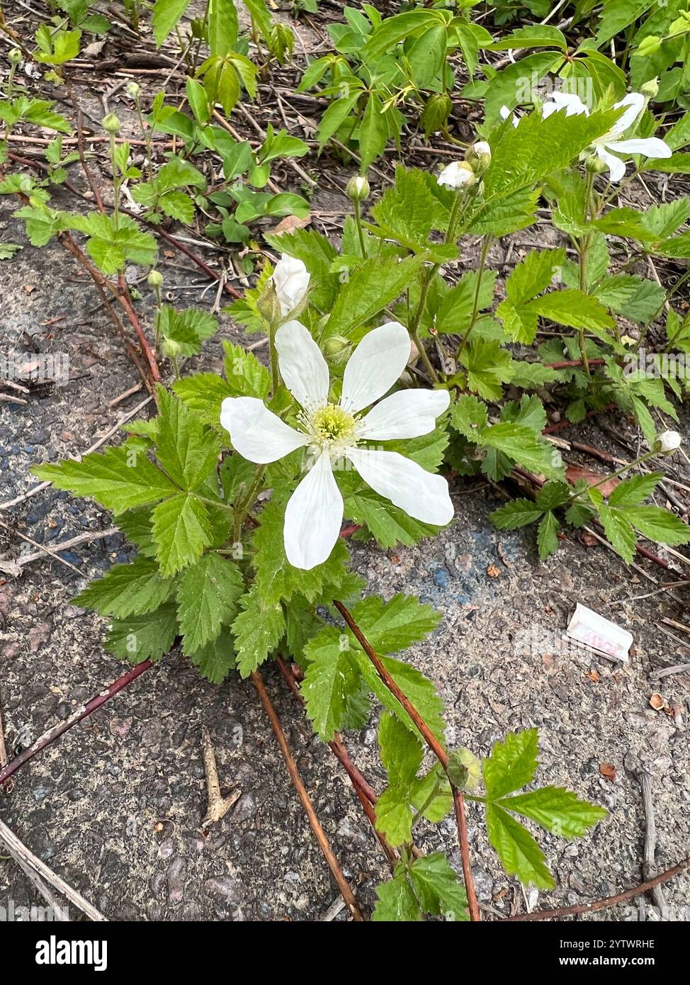 Common Dewberry (Rubus flagellaris Stock Photo - Alamy