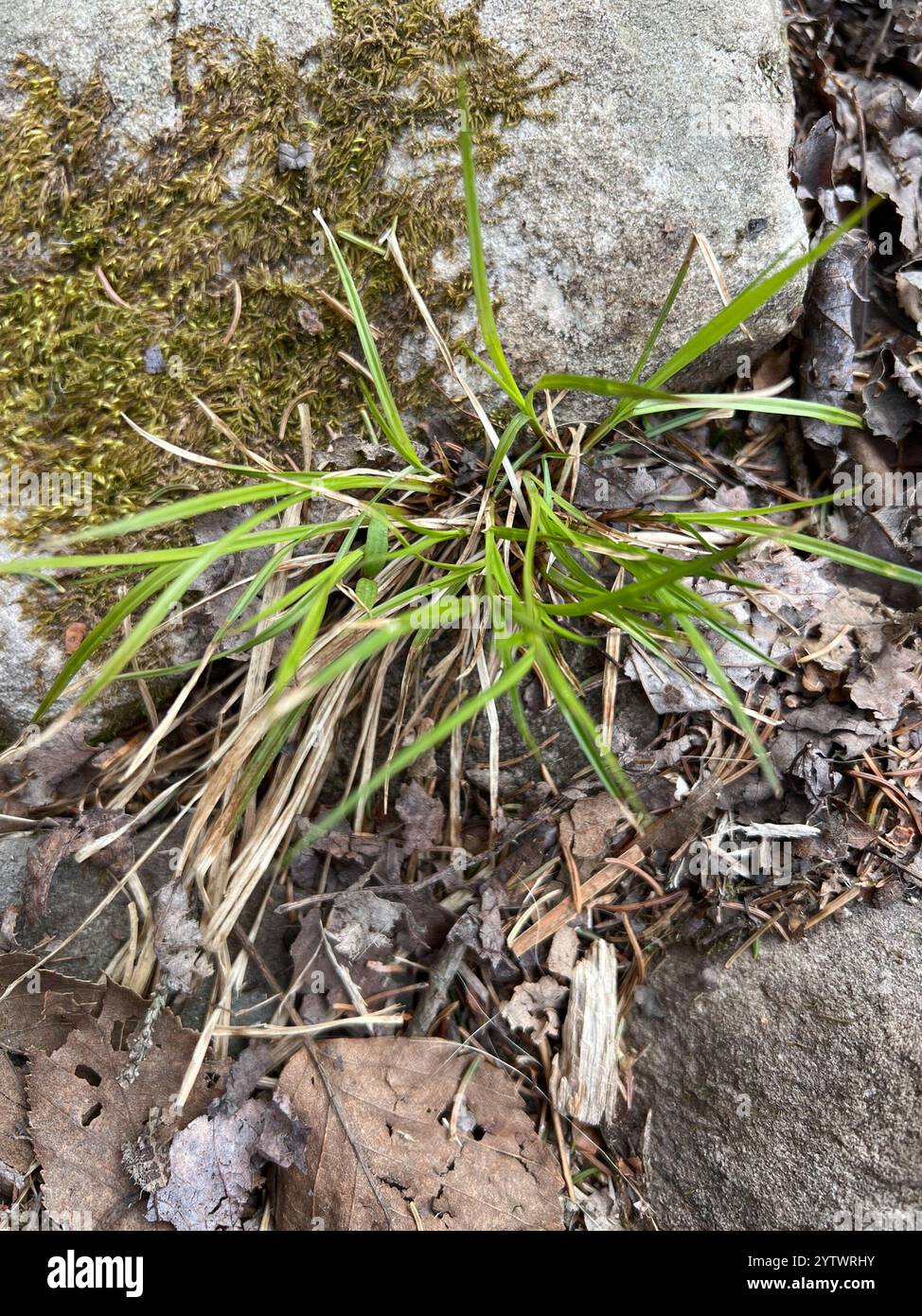 true sedges (Carex Stock Photo - Alamy