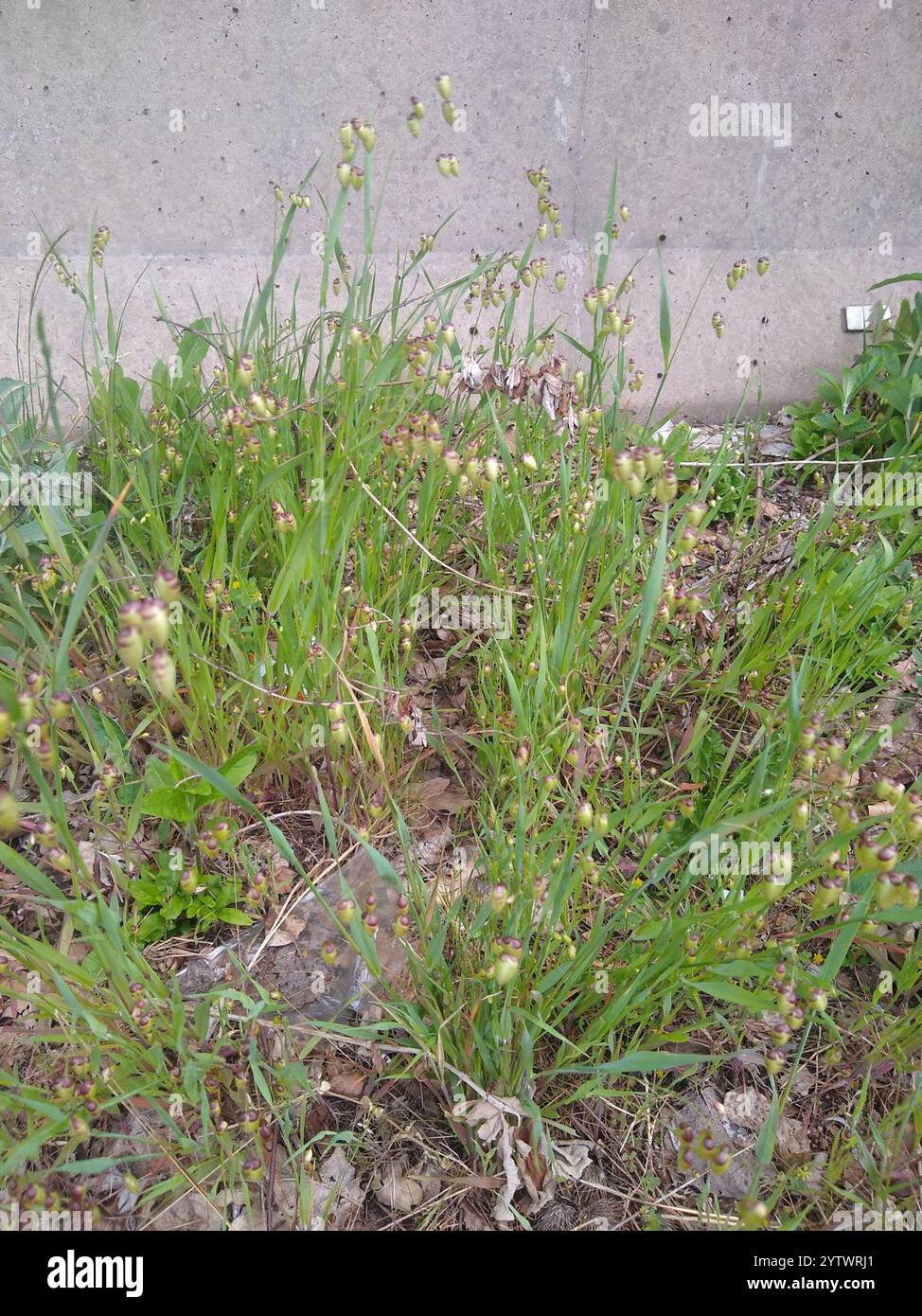 Greater Quaking Grass (Briza maxima Stock Photo - Alamy