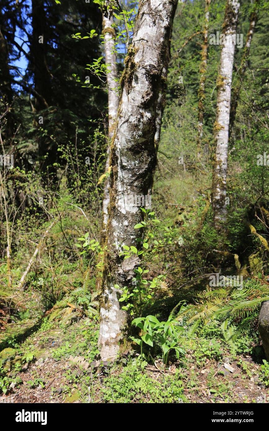 Red Alder (Alnus rubra Stock Photo - Alamy