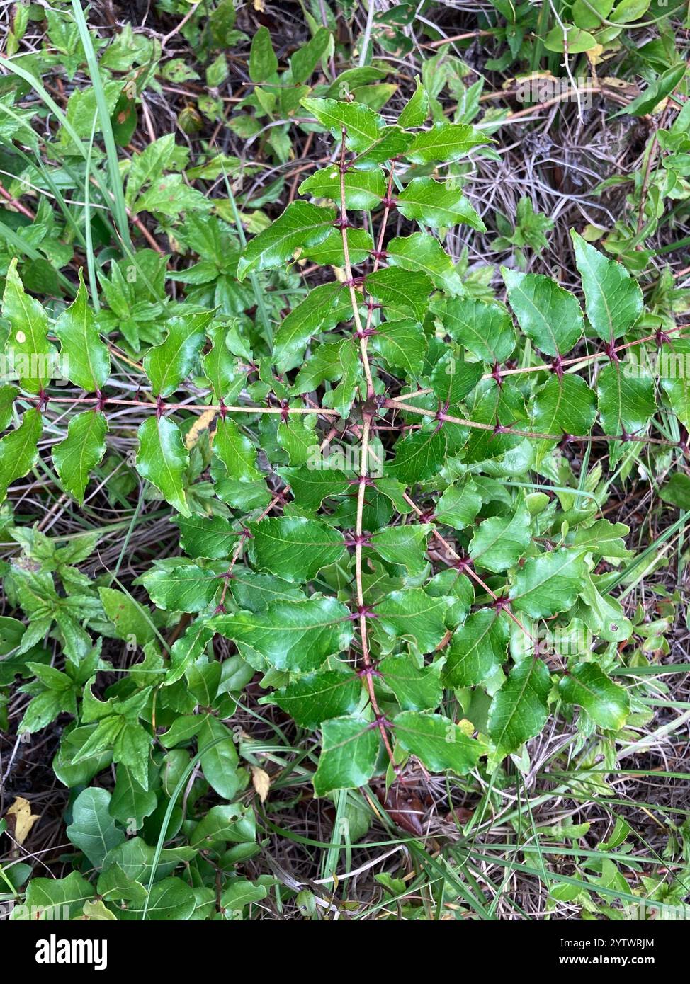 Hercules' club (Zanthoxylum clava-herculis Stock Photo - Alamy