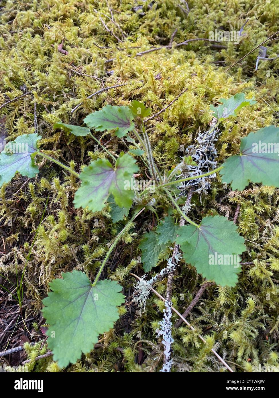 crevice alumroot (Heuchera micrantha Stock Photo - Alamy