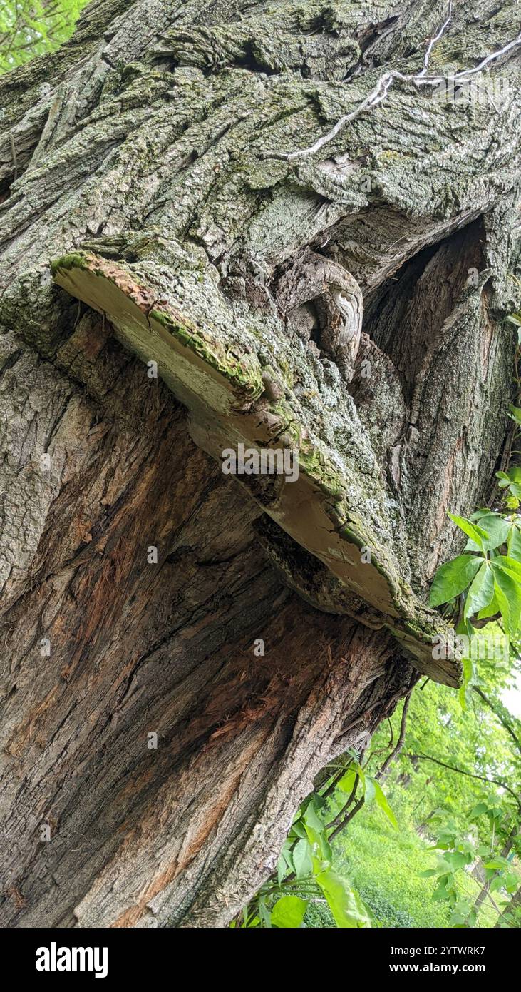 artist's bracket (Ganoderma applanatum Stock Photo - Alamy