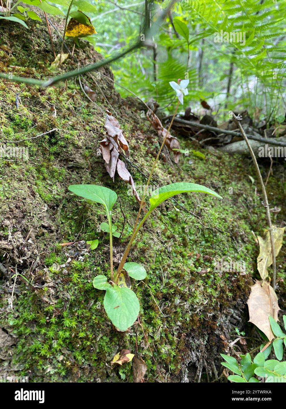 primrose-leaved violet (Viola primulifolia Stock Photo - Alamy