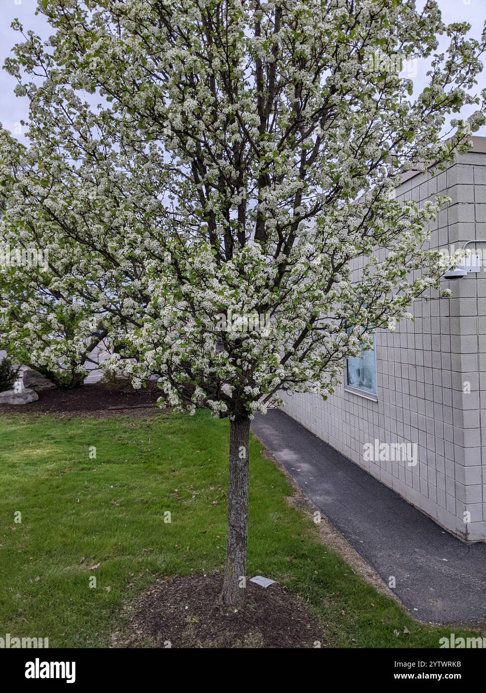 Apple Powdery Mildew (Podosphaera leucotricha Stock Photo - Alamy