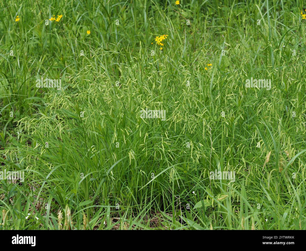 true sedges (Carex Stock Photo - Alamy