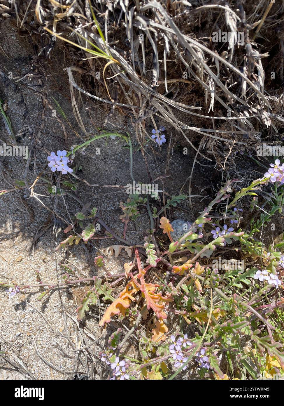 European Searocket (Cakile maritima Stock Photo - Alamy