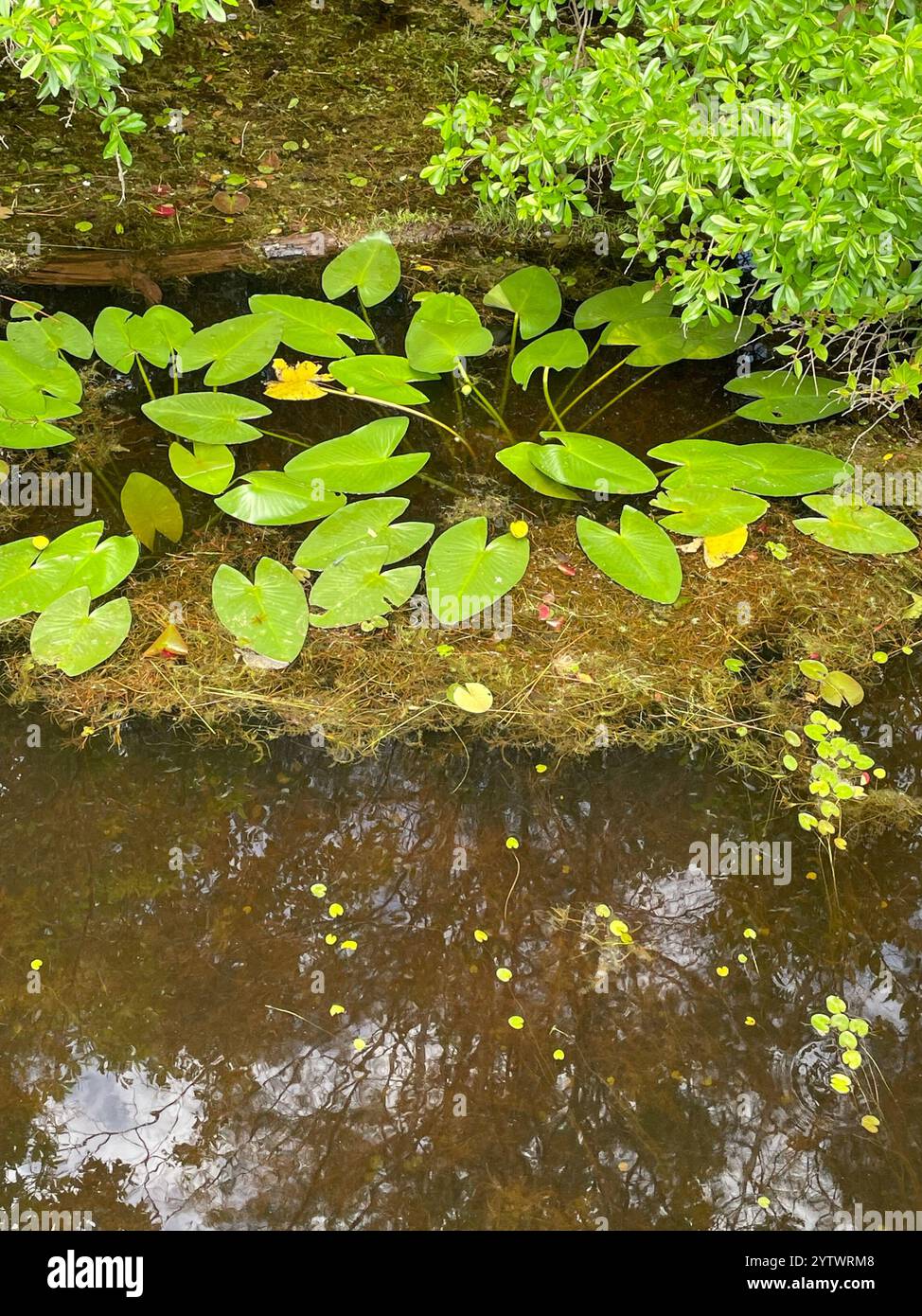 spatterdock (Nuphar advena Stock Photo - Alamy