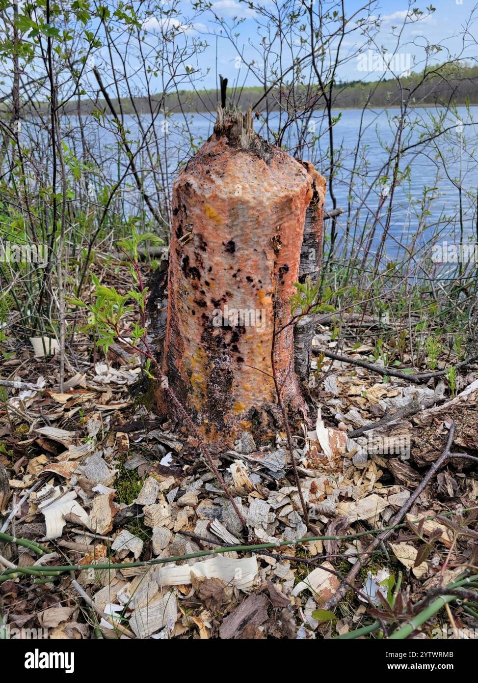 deer vomit (Fusicolla merismoides Stock Photo - Alamy