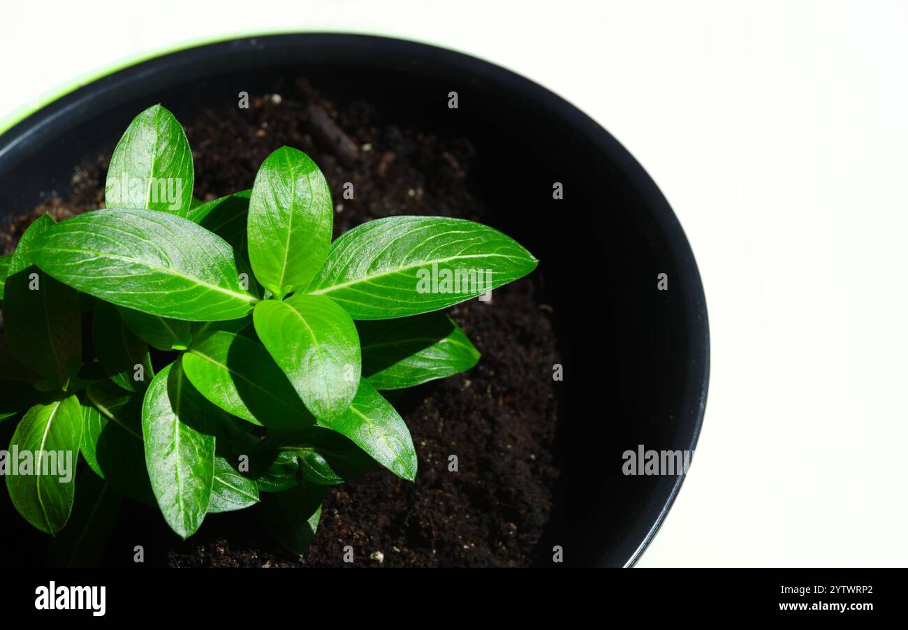 Young sprout of Periwinkle in a pot, before flowering on a white ...