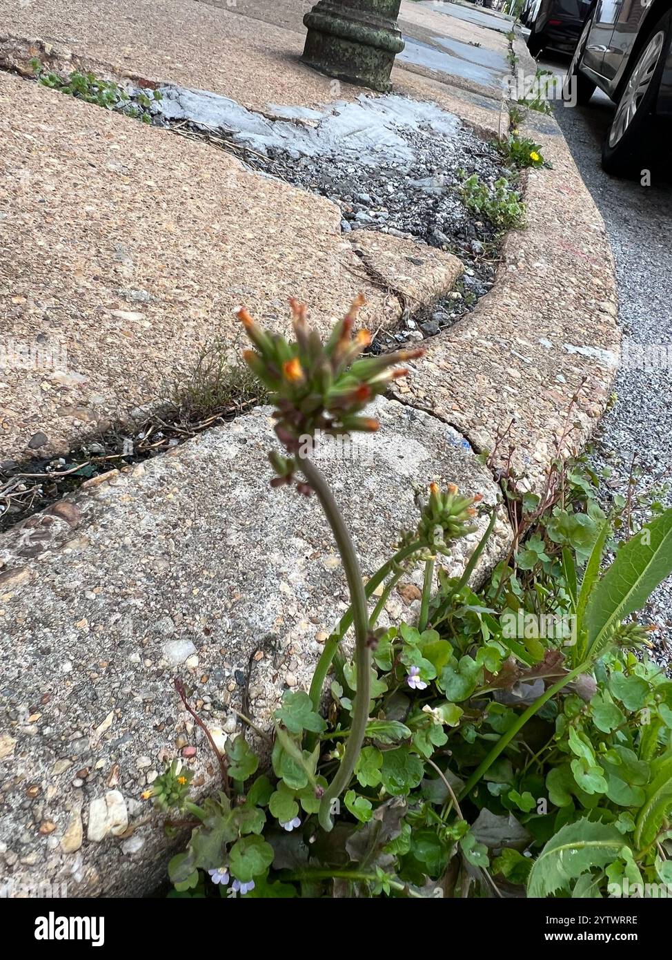 Oriental false hawksbeard (Youngia japonica Stock Photo - Alamy