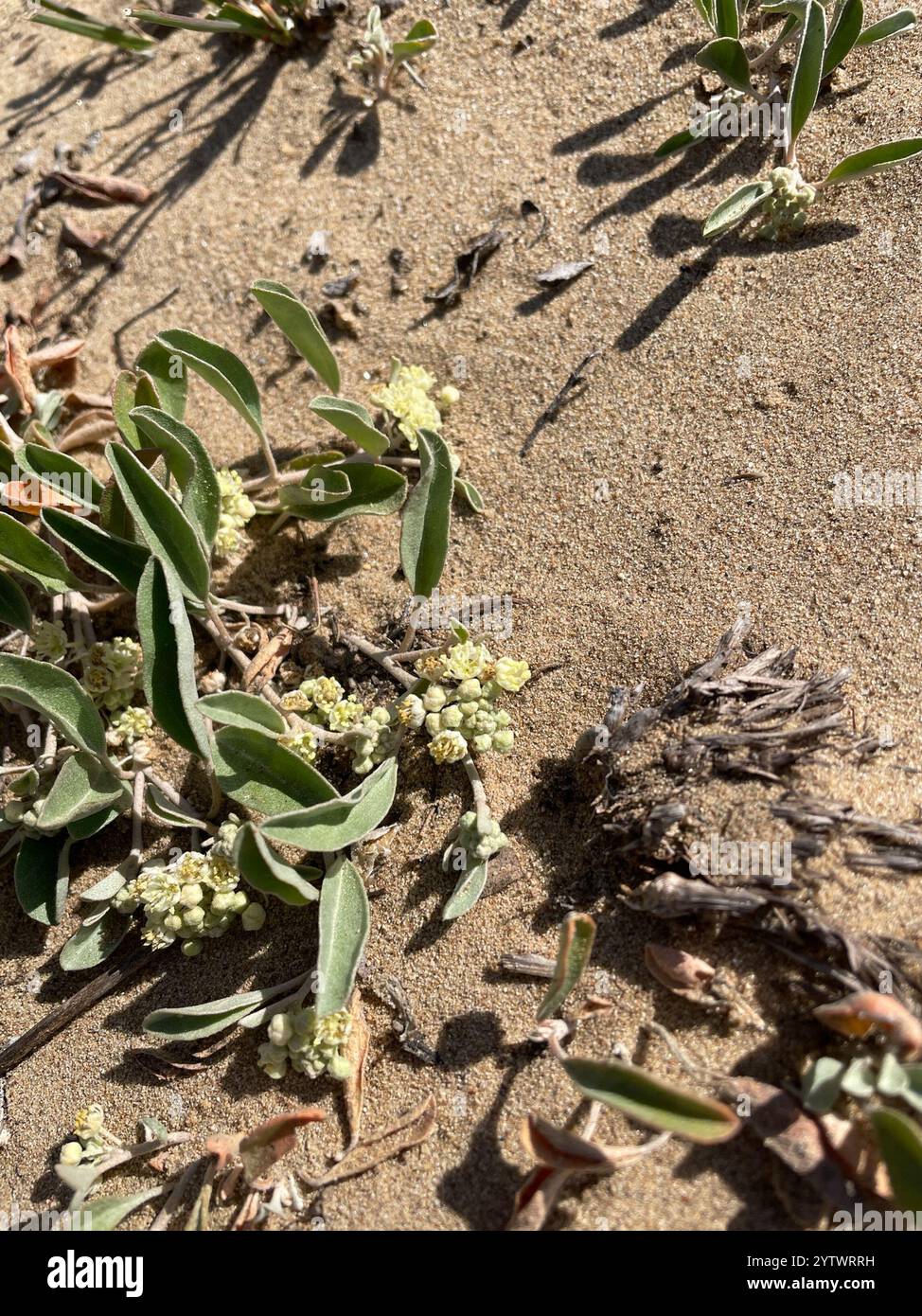 California croton (Croton californicus Stock Photo - Alamy