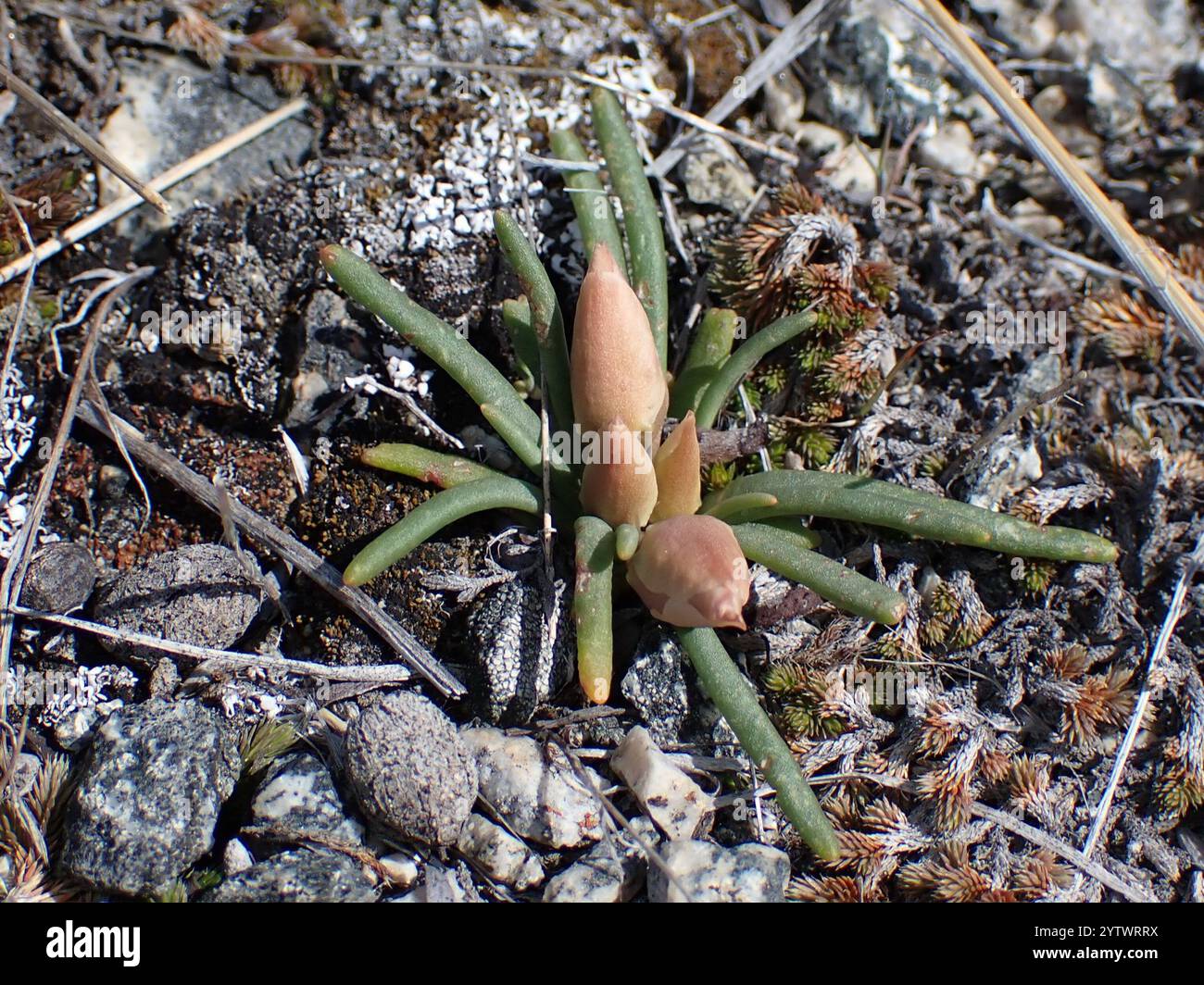 Bitterroot (Lewisia rediviva Stock Photo - Alamy