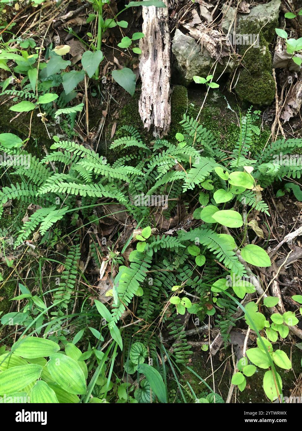 Black-stemmed Spleenwort (Asplenium resiliens Stock Photo - Alamy