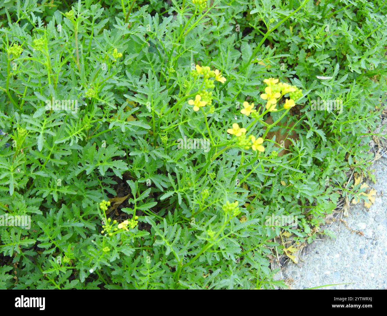 Creeping Yellowcress (Rorippa sylvestris Stock Photo - Alamy