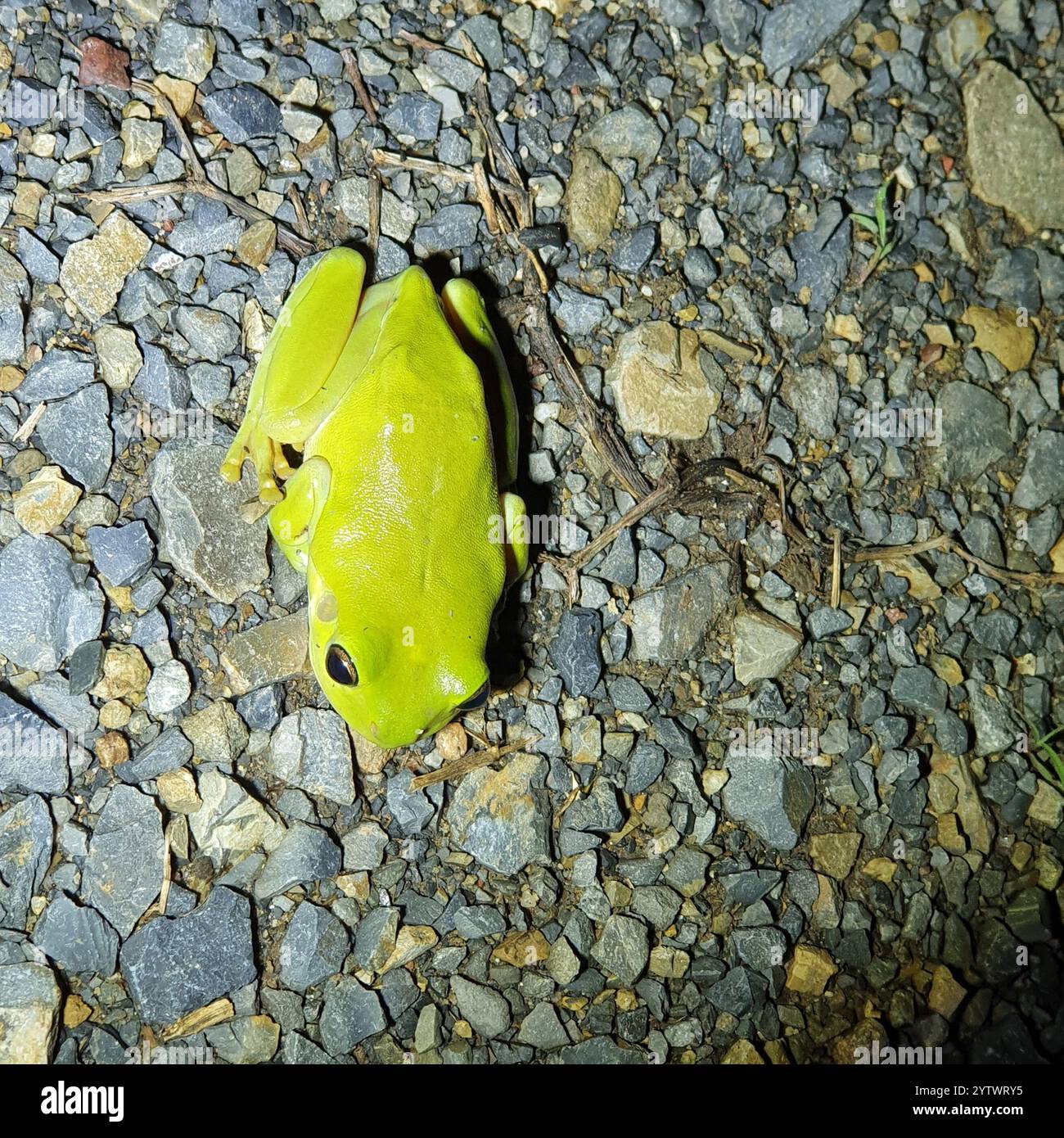 Australian Green Tree Frog (Ranoidea caerulea Stock Photo - Alamy
