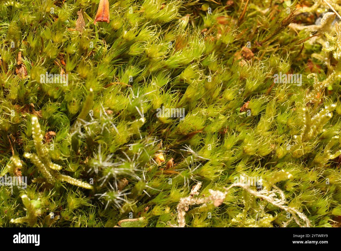 Heath Star-moss (Campylopus introflexus Stock Photo - Alamy