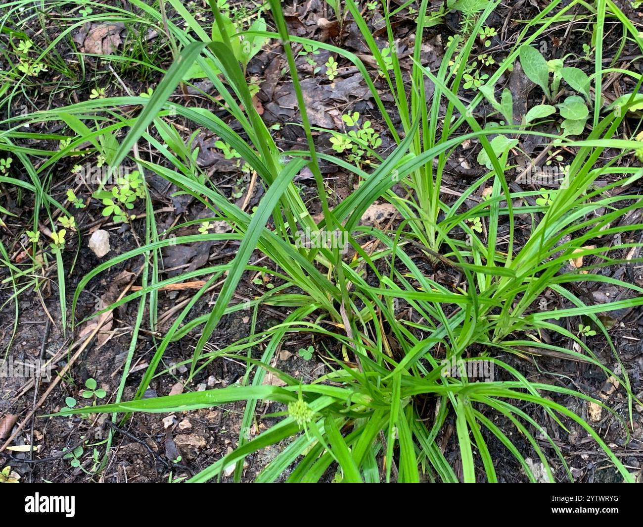 nodding bulrush (Scirpus pendulus Stock Photo - Alamy