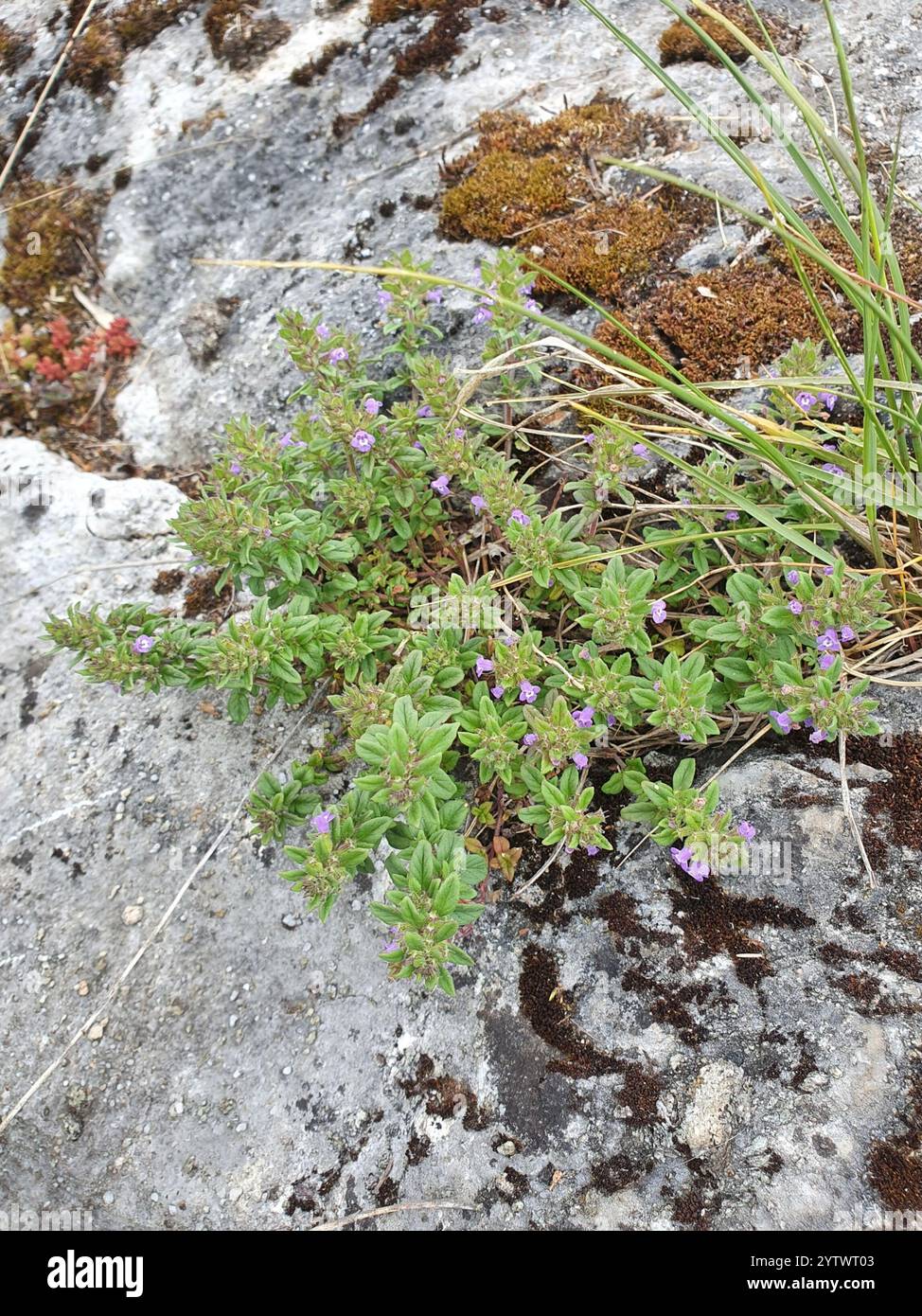 basil-thyme (Clinopodium acinos Stock Photo - Alamy